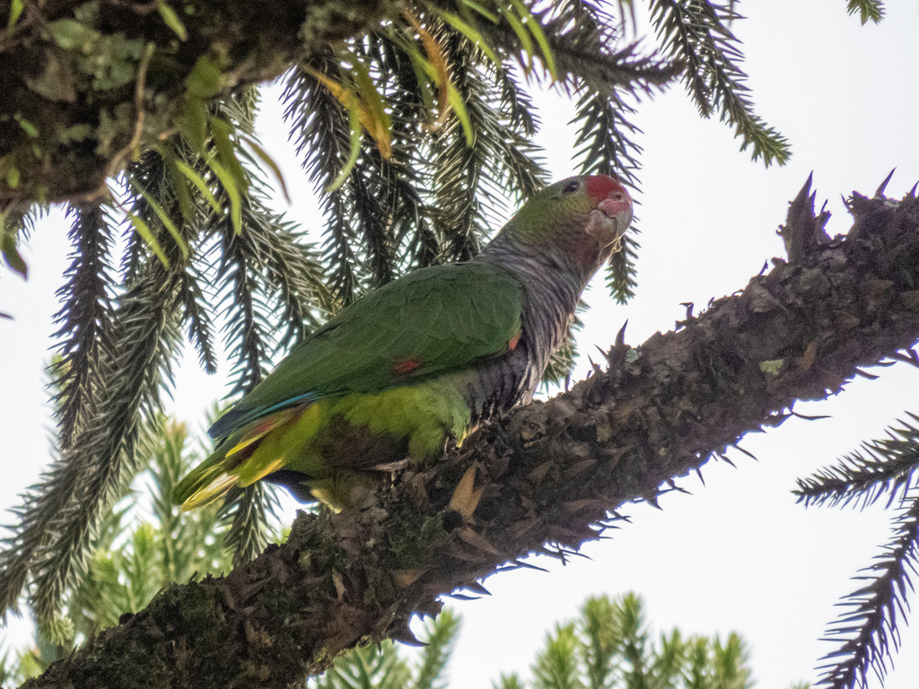 Vinaceous-breasted Parrot in August 2023 by pedrosantoss · iNaturalist