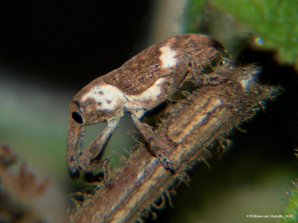 Sternuchopsis from Baja Lychee on September 3, 2016 by william van ...