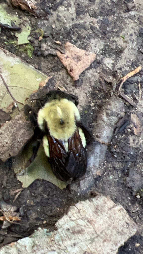 Two-spotted Bumble Bee from Delaware County, US-IA, US on August 16 ...