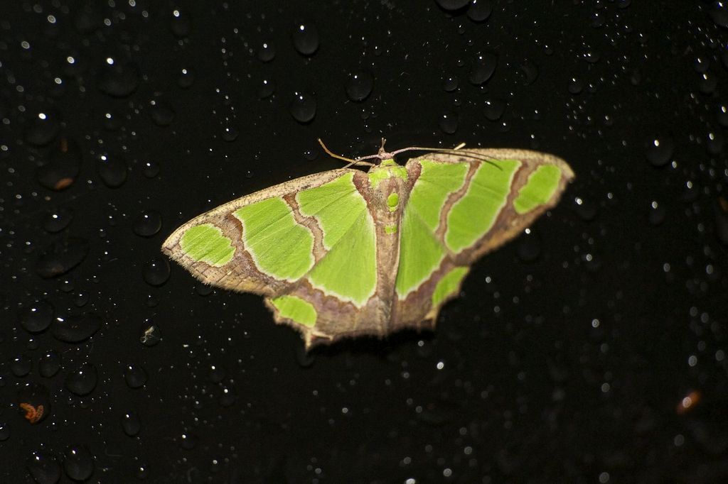 Agathia carissima (Tai Po Kau Butterflies and Moths) · iNaturalist