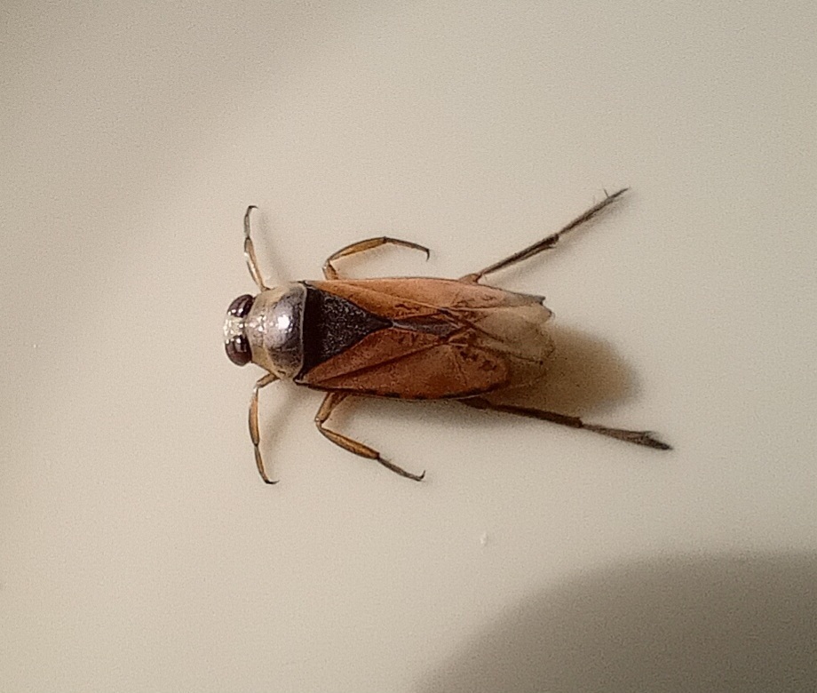 Greater Water Boatman from Euskirchen, Allemagne on August 13, 2023 at ...