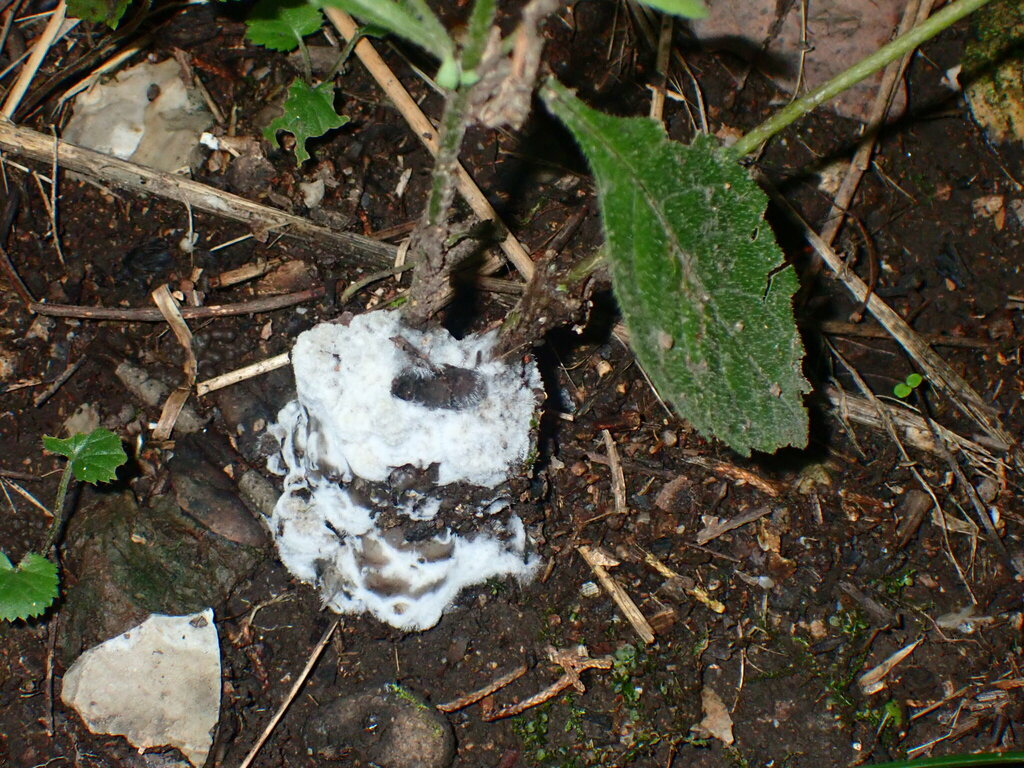 enveloping crust from 6727 Big Sugar Creek Rd, Pineville, MO 64856, USA ...