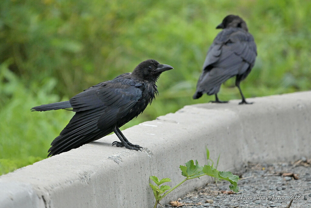 Large-billed Crow from Житково, Приморский край, Россия, 690017 on ...