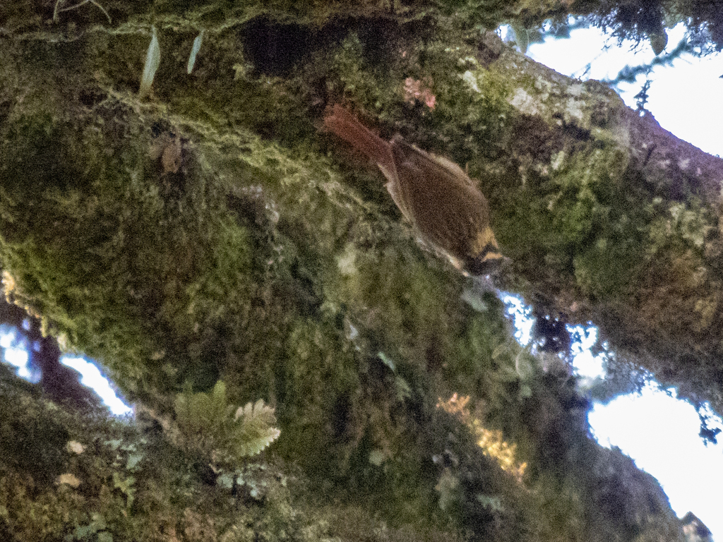 Sharp-billed Treehunter from Canela - RS, Brasil on August 5, 2023 at ...