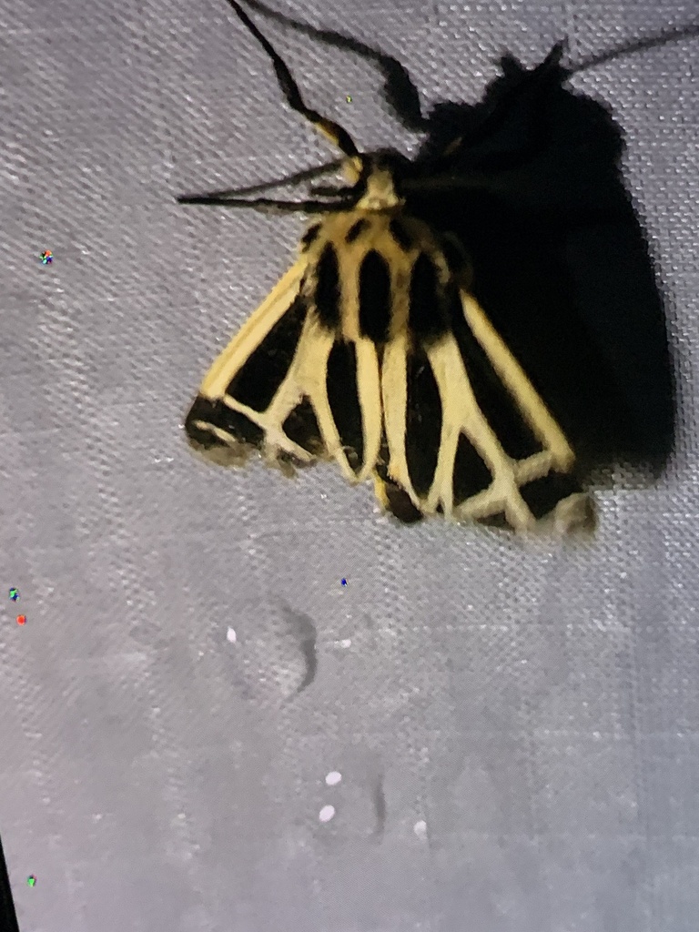 Harnessed Tiger Moth from Observatory Park, Montville, OH, US on August ...