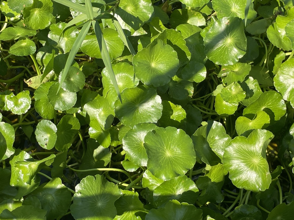 water pennyworts from Fish Branch Island, Okeechobee, FL, US on August ...