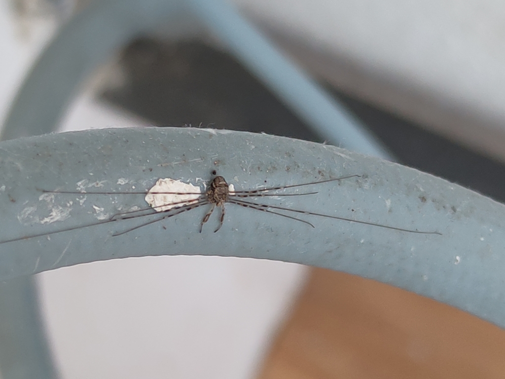 Fork-palped Harvestman from 76130 Mont-Saint-Aignan, France on August ...