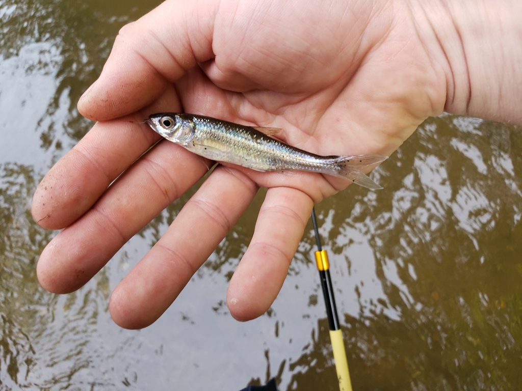 White Shiner from Stuart, VA 24171, USA on August 15, 2023 at 06:36 PM ...