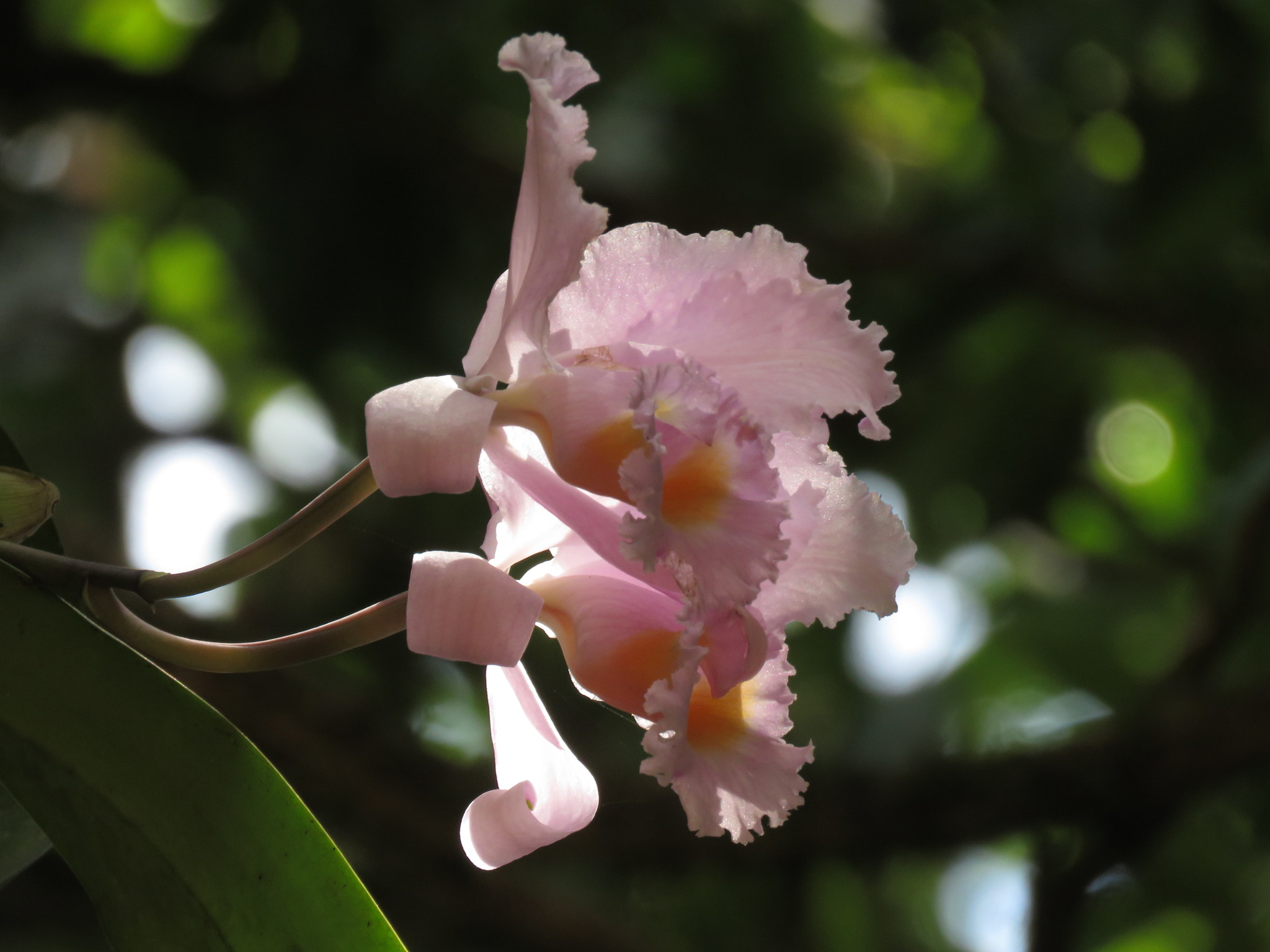 Cattleya schroederae (Rchb.f.) Sander