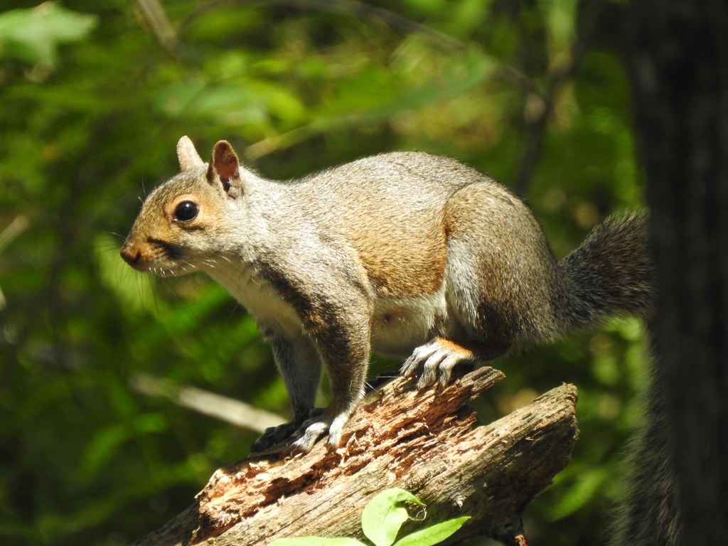 Eastern Gray Squirrel from Westborough, MA, USA on August 2, 2023 at 12 ...