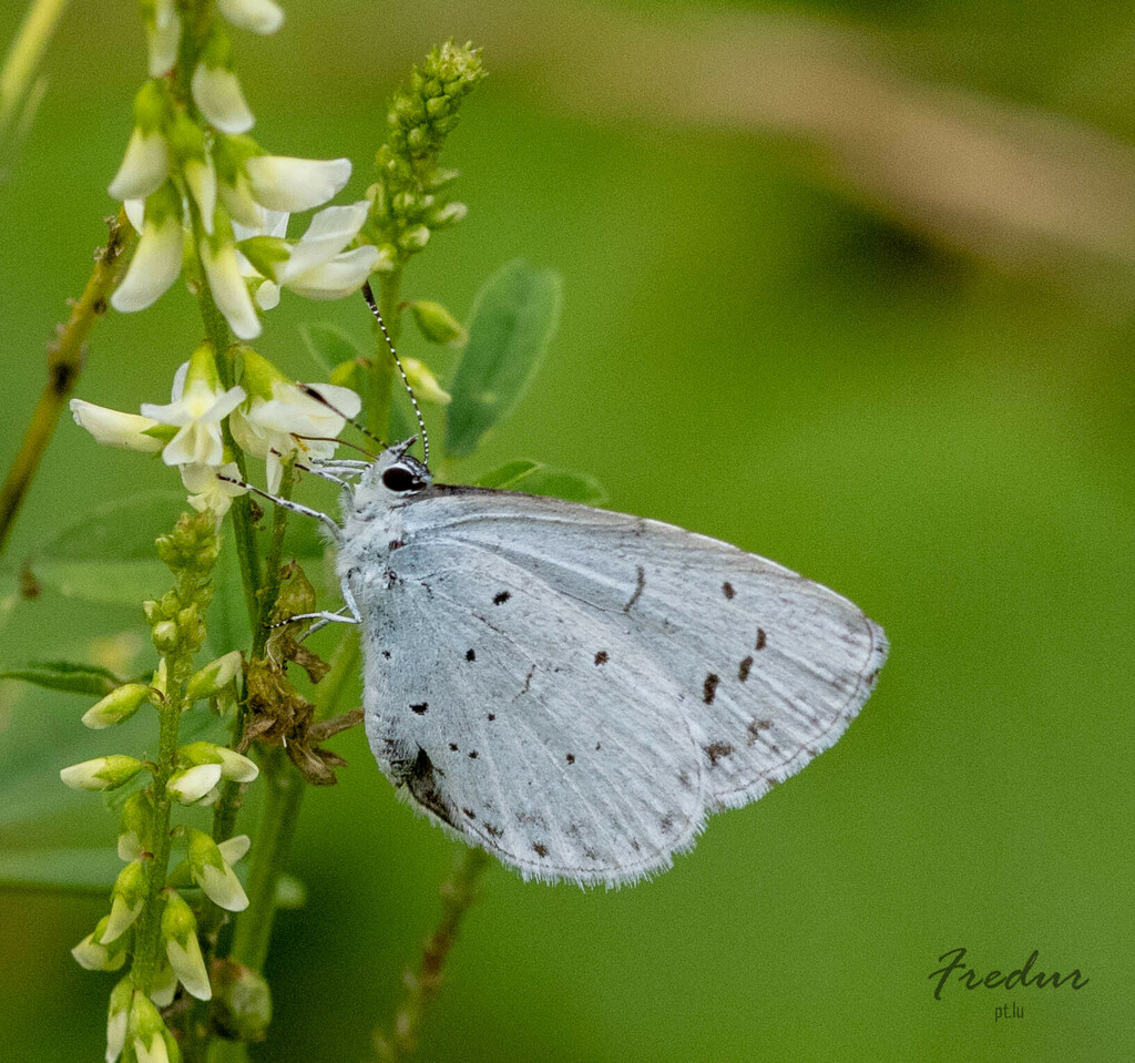 Holarctic Azures from Dudelange, Luxembourg on August 13, 2023 at 02:42 ...