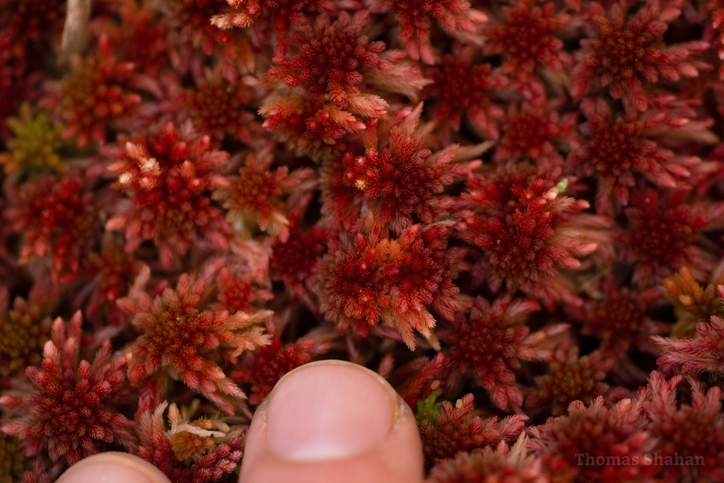 Sphagnum mosses from Pueblo Rico, Risaralda, Colombia on August 3, 2023 ...