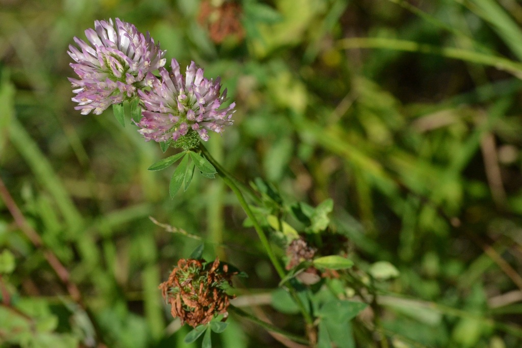 Red Clover from 293 01 Nepřevázka, Česko on August 12, 2023 at 05:30 PM ...