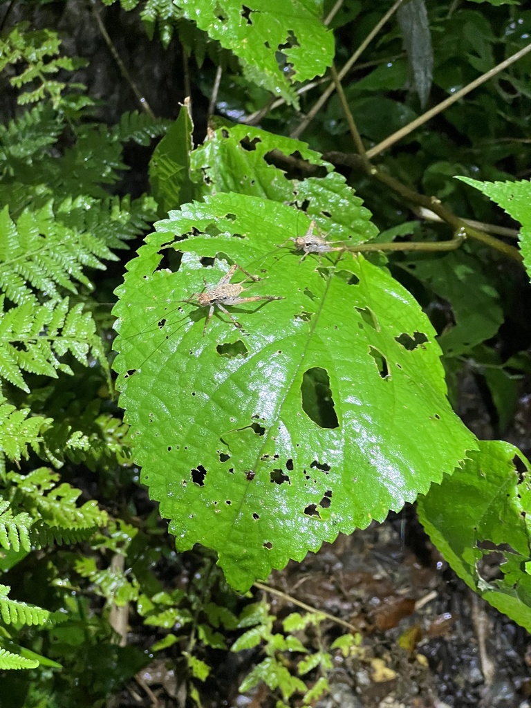 Cardiodactylus guttulus in July 2023 by godlove · iNaturalist