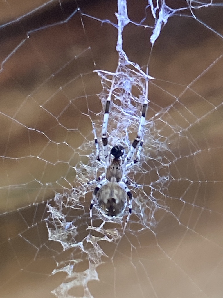 Ninja-star Ceiling Spider from Araxá, Macapá, AP, BR on August 16, 2023 ...