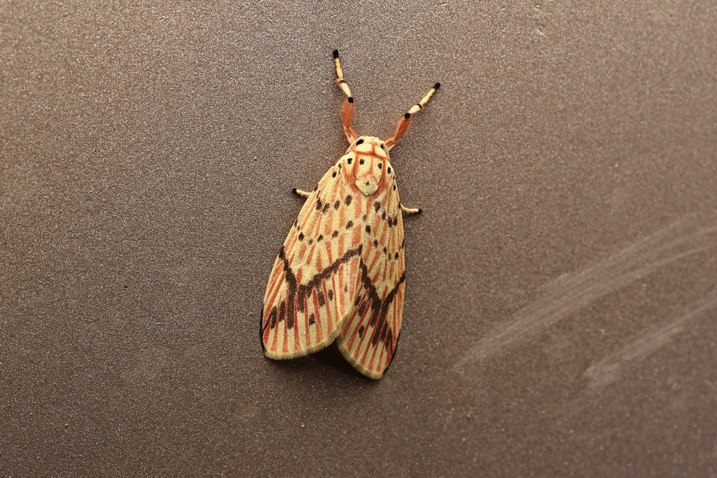 Barsine striata from 浙江省舟山市普陀区螺塘线 on August 16, 2023 at 11:18 PM by ...