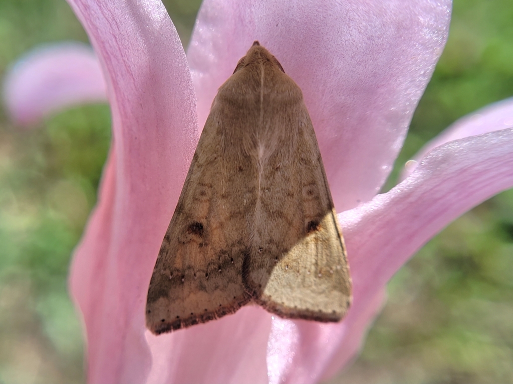 Corn Earworm Moth from Kendall-Whittier, Tulsa, OK, USA on August 16 ...