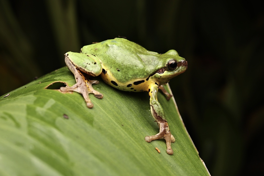 Common Chinese Tree Frog in August 2023 by Pintsen JIN. 雌性 · iNaturalist