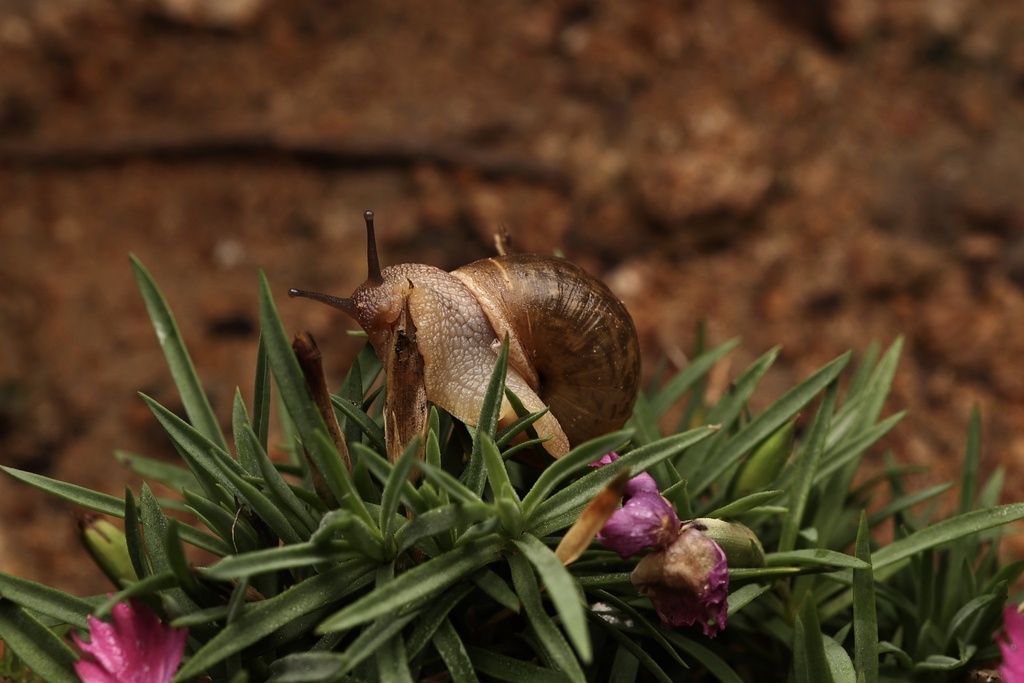 Acusta ravida from 普陀区海岛公园, 舟山市, 浙江省, CN on August 16, 2023 at 09:26 PM ...