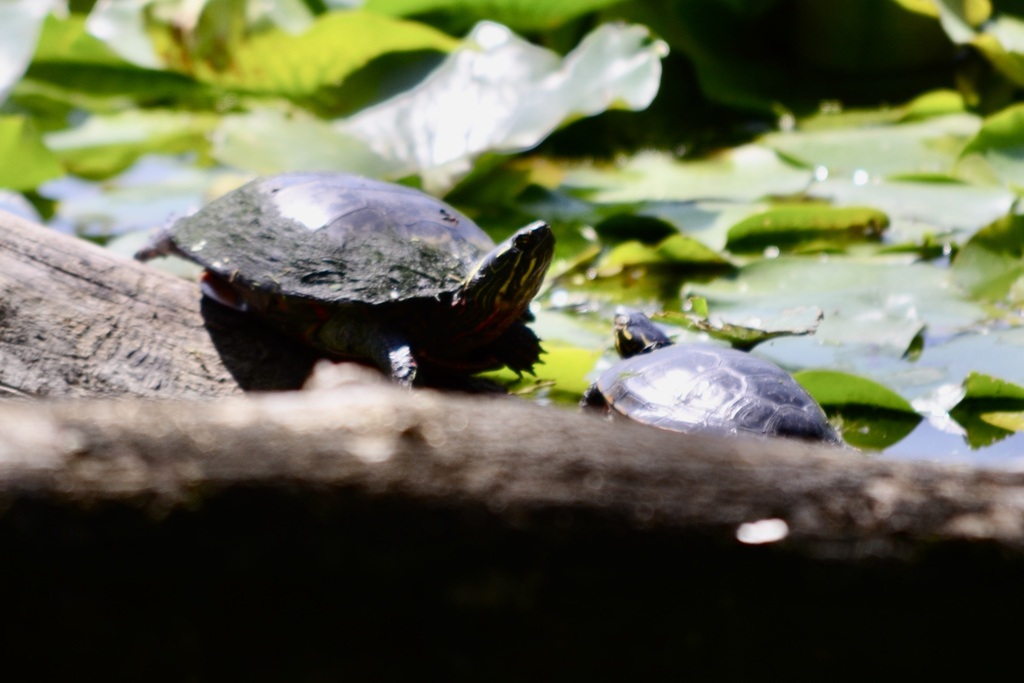 Painted Turtle from Lambert Lake, Glen Ellyn, IL 60189, USA on August ...