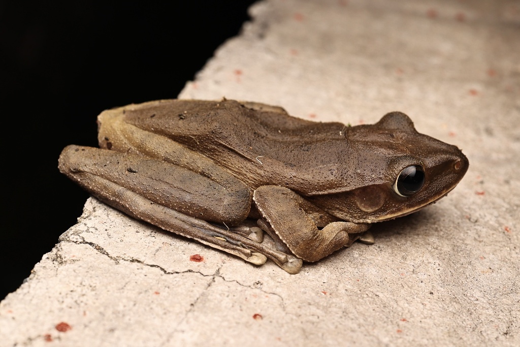 Taiwan Whipping Frog from 普陀区海岛公园, 舟山市, 浙江省, CN on August 16, 2023 at ...