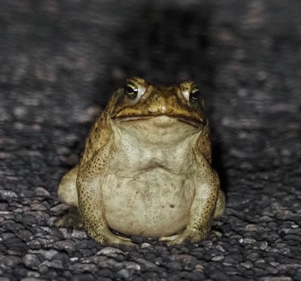 Cane Toad from Trelawny Parish, Jamaica on August 7, 2023 at 03:26 AM ...
