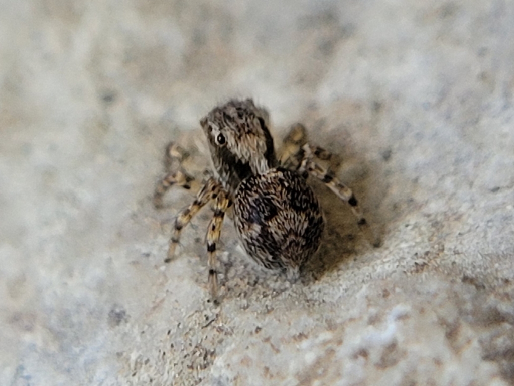 flea jumping spider from Tulsa, OK 74107, USA on August 16, 2023 at 11: ...