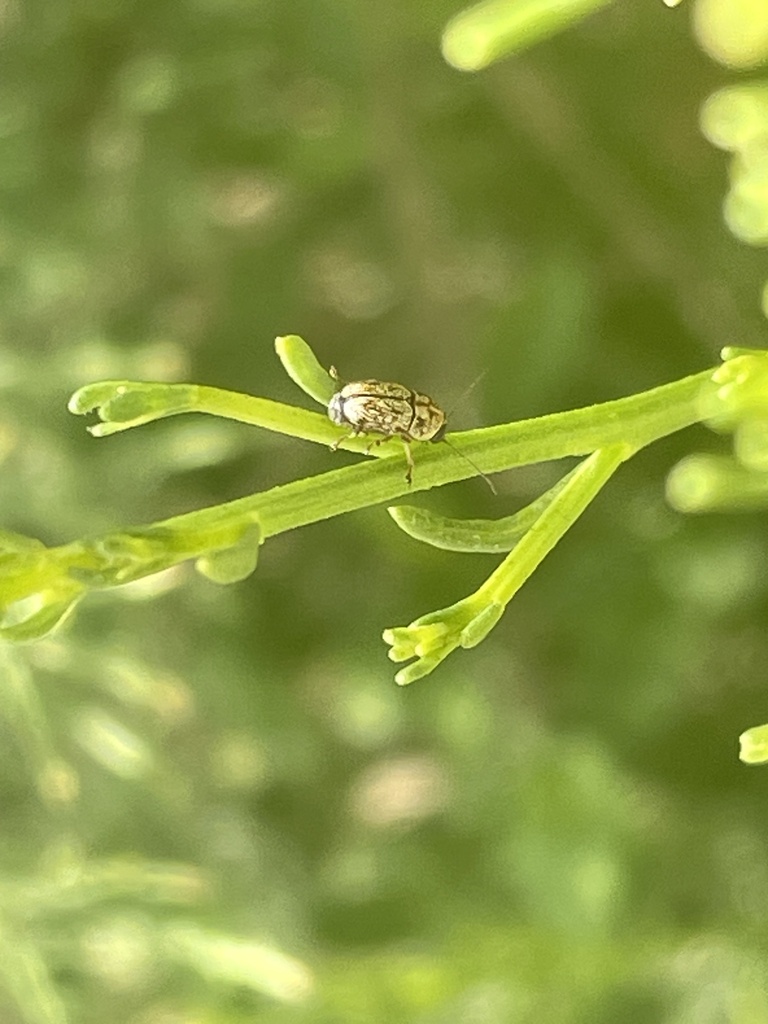 Scriptured Leaf Beetles in August 2023 by Sophia · iNaturalist