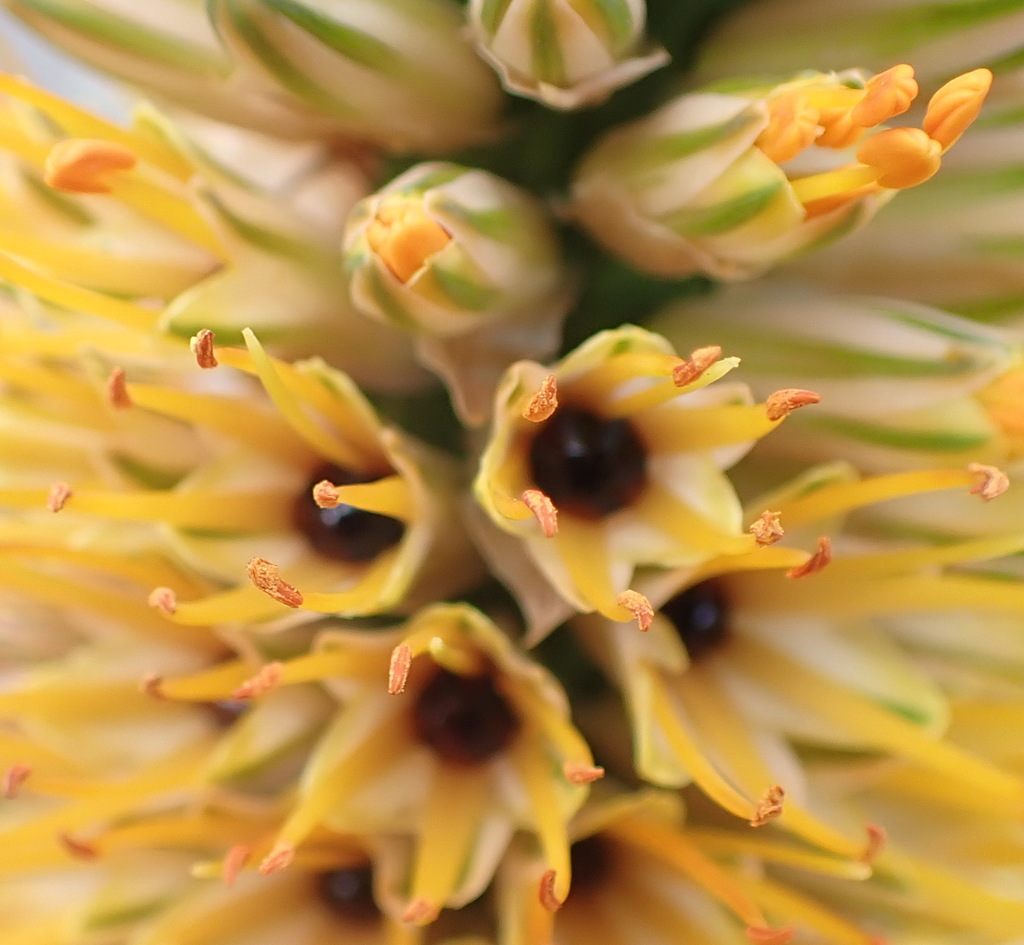 Lebombo Aloe from Kruger National Park on August 1, 2023 at 01:19 PM by ...