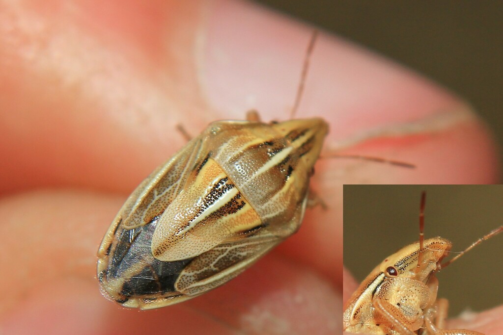 Aelia rostrata from 04250 Valavoire, France on August 8, 2023 at 02:59 ...