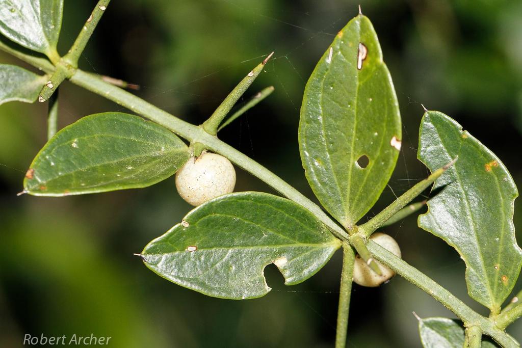 Needle Bush from KwaNibela on July 6, 2017 by Robert Archer. Azima ...