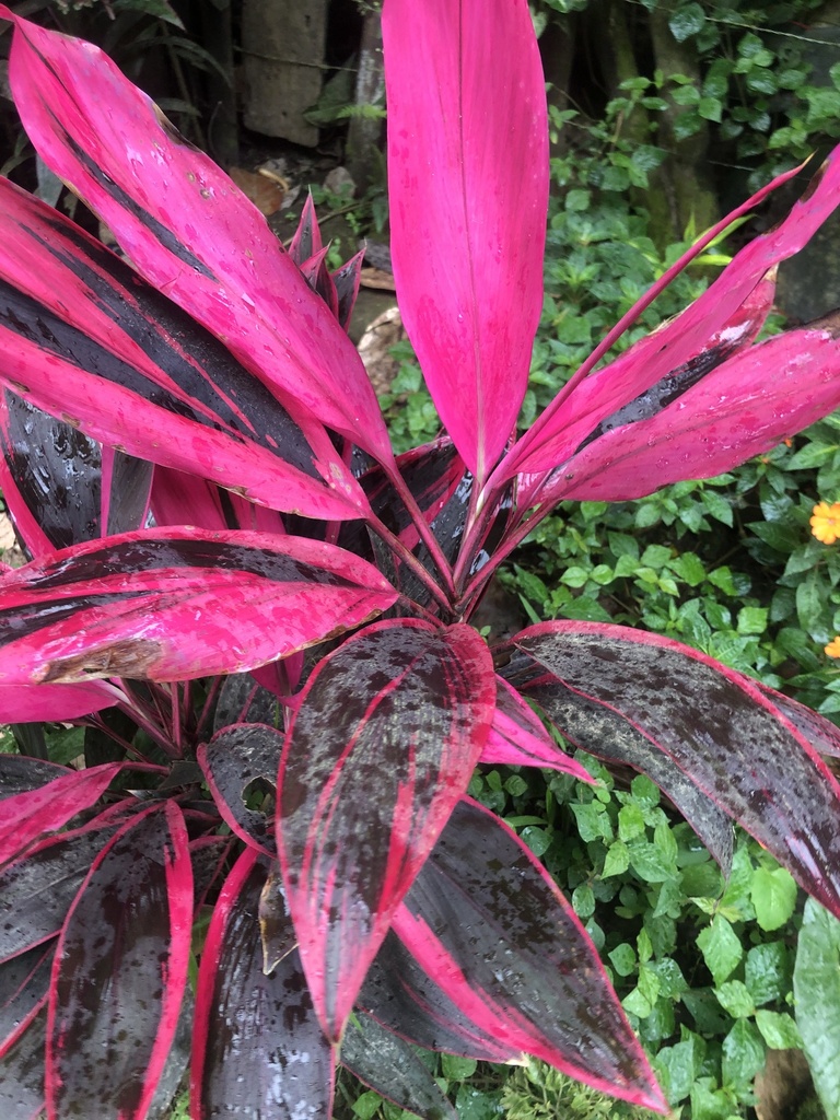 Ti (Planting list) · iNaturalist