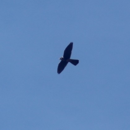 Aplomado Falcon from Ovalle, Coquimbo, Chile on August 12, 2023 at 02: ...