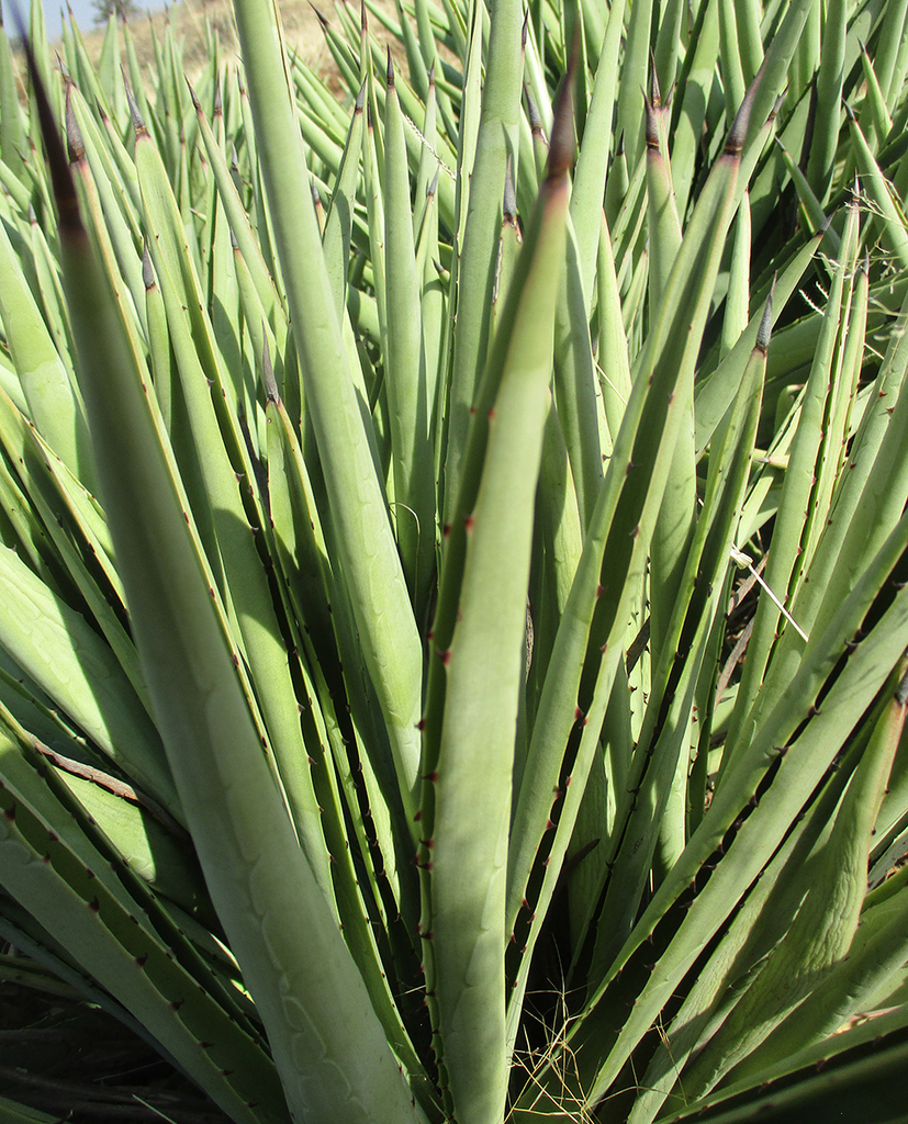 Caribbean Agave from Serowe Botswana on August 16, 2023 by Botswanabugs ...
