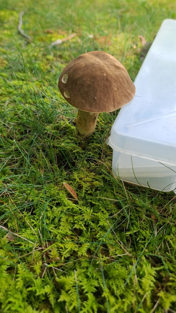 Boletus variipes from Liberty Township, IN, USA on August 13, 2023 at ...