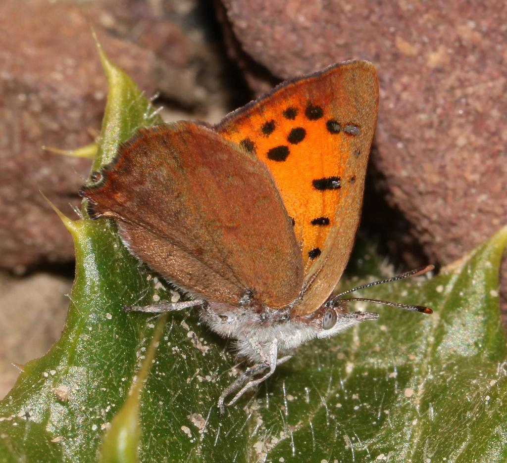 Burnished Opal from Stellenboschberg on August 09, 2016 by Brian du ...