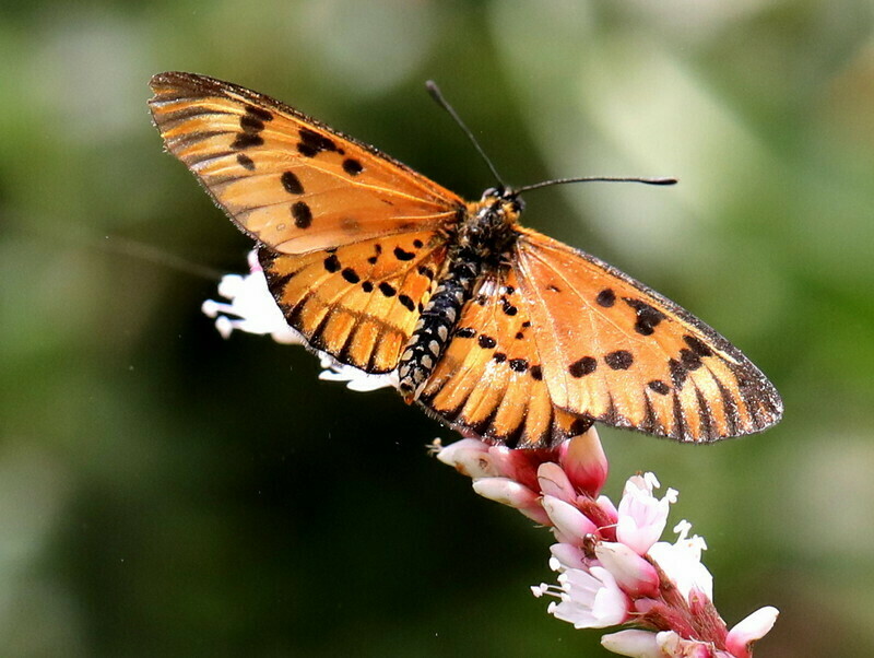 Marsh Amber from Karatara River Crossing, Garden Route District ...