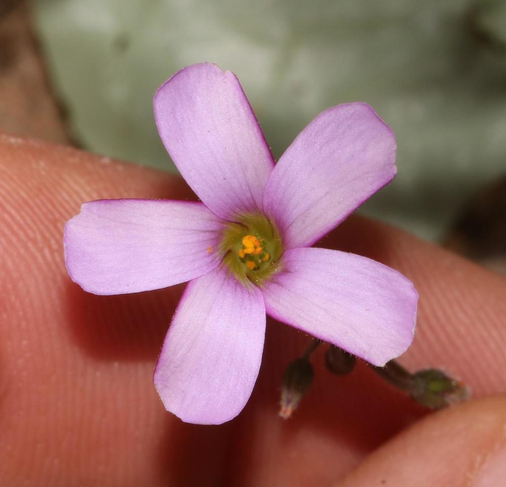 Blue Sorrel (Plants of the Tygerberg Nature Reserve) · iNaturalist
