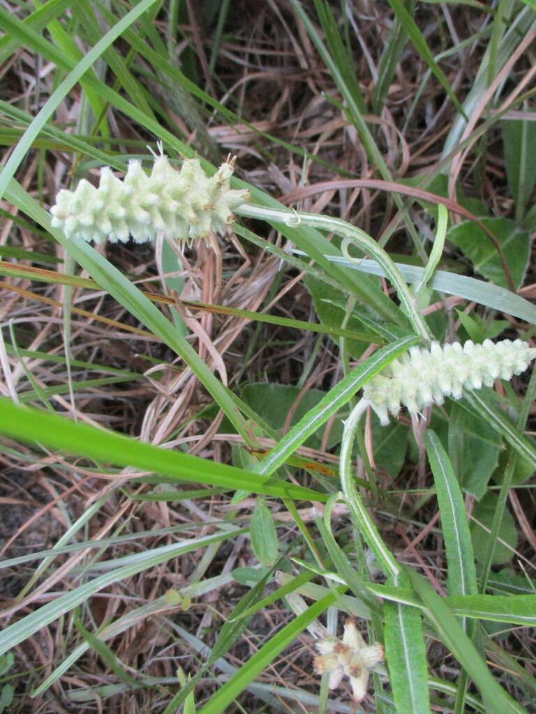 Dense-spike Blackroot from Polk County, FL, USA on July 25, 2021 at 02: ...
