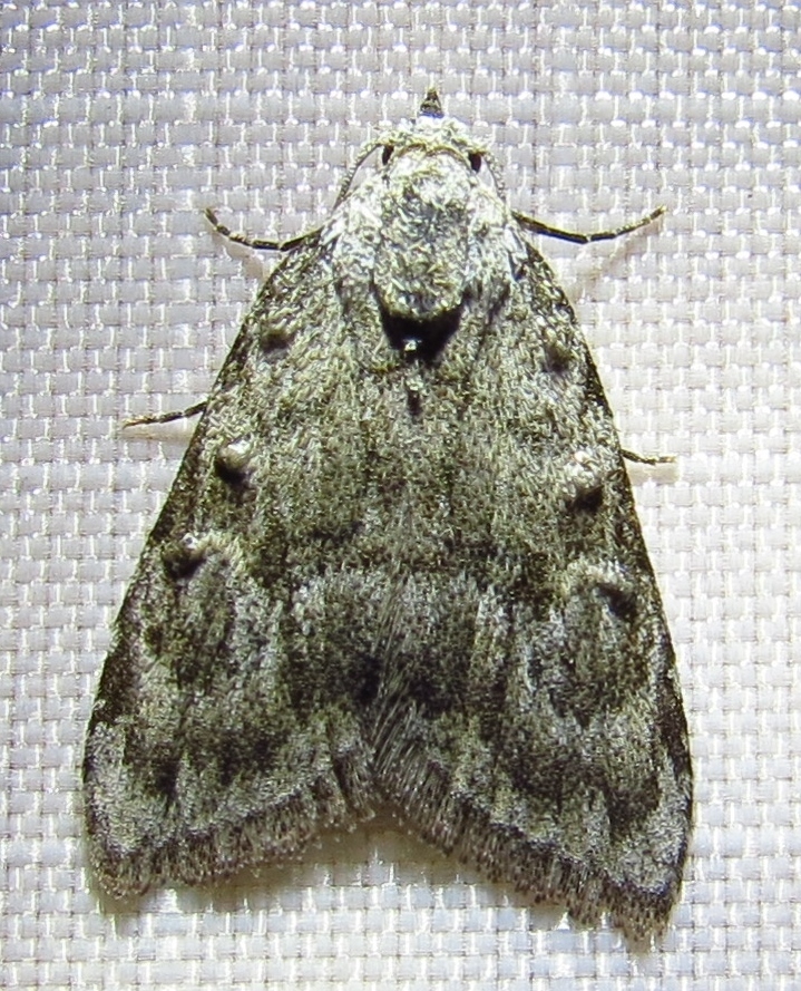 Woolly Nola Moth (Moths of Dallas/Fort Worth, Texas) · iNaturalist