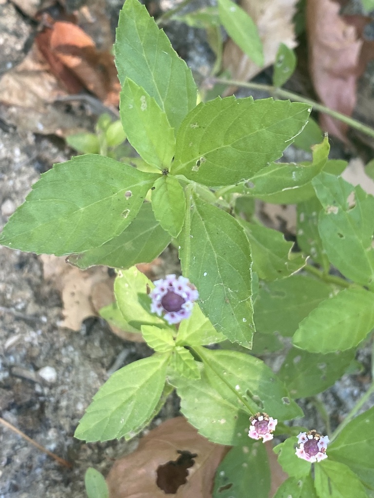 lanceleaf frogfruit from River Legacy Park, Arlington, TX, US on August ...