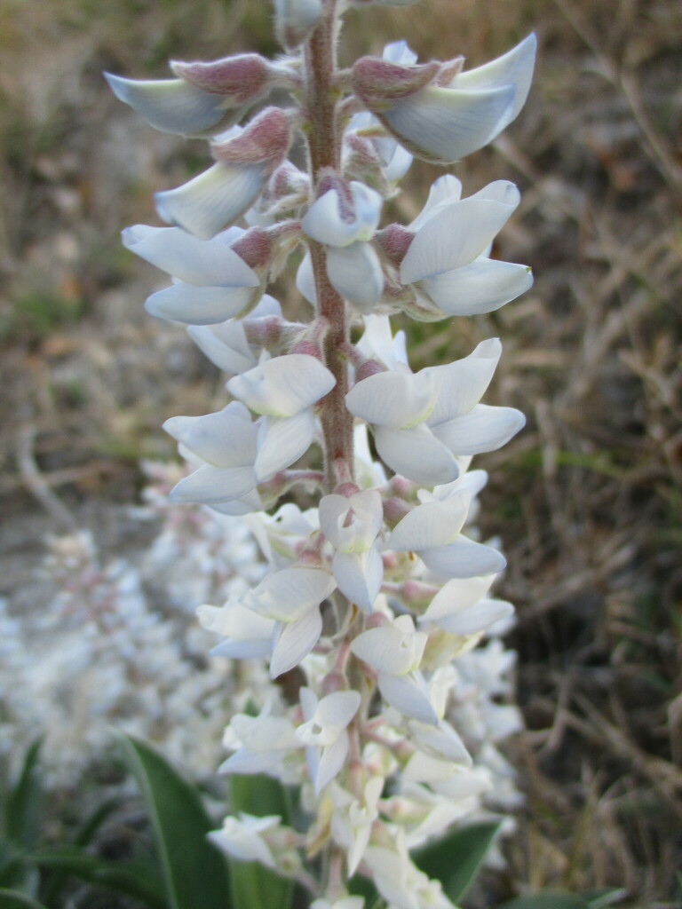 Lupinus floridanus from Polk County, FL, USA on February 21, 2021 at 06 ...