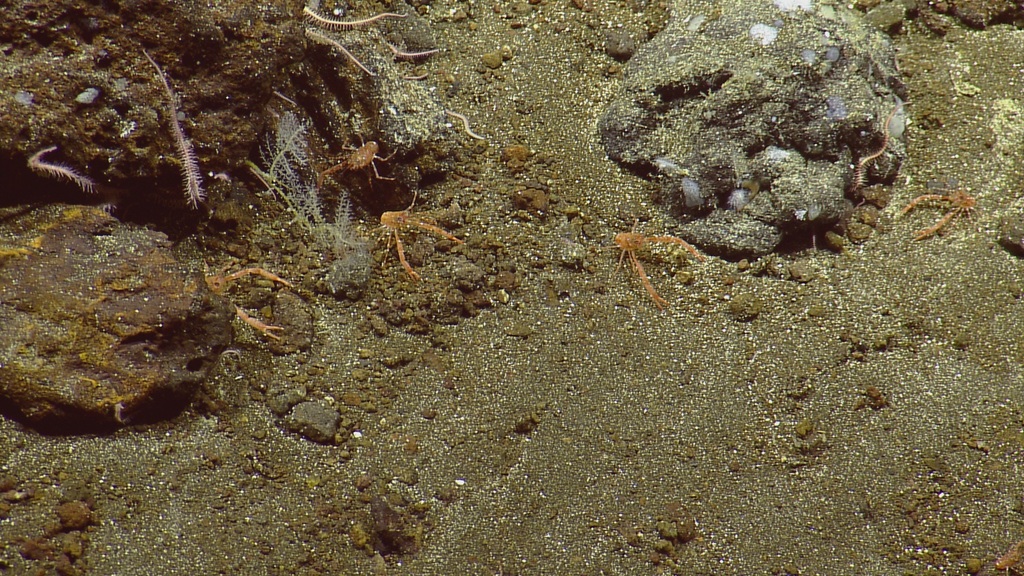 Munida quadrispina (NorthEast Pacific Deep Exploration Project (a MLNEP ...