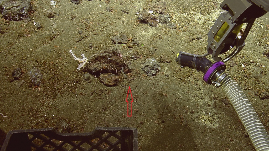 Munida quadrispina (NorthEast Pacific Deep Exploration Project (a MLNEP ...