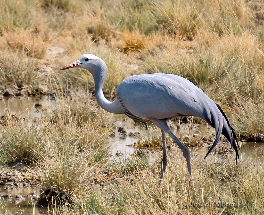 Blue Crane in July 2023 by Joseph Morlan · iNaturalist