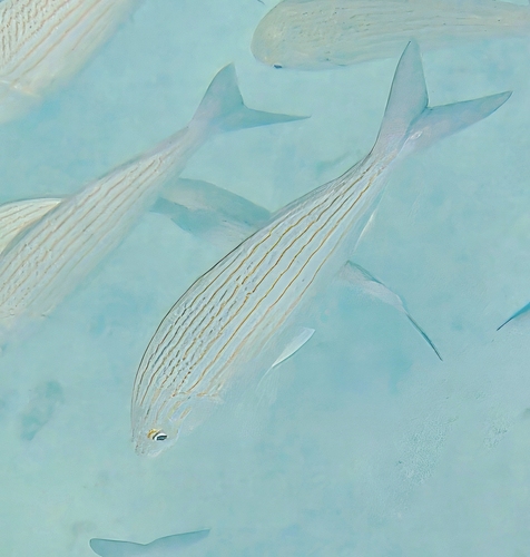 Ronco rayadillo (Microlepidotus inornatus)