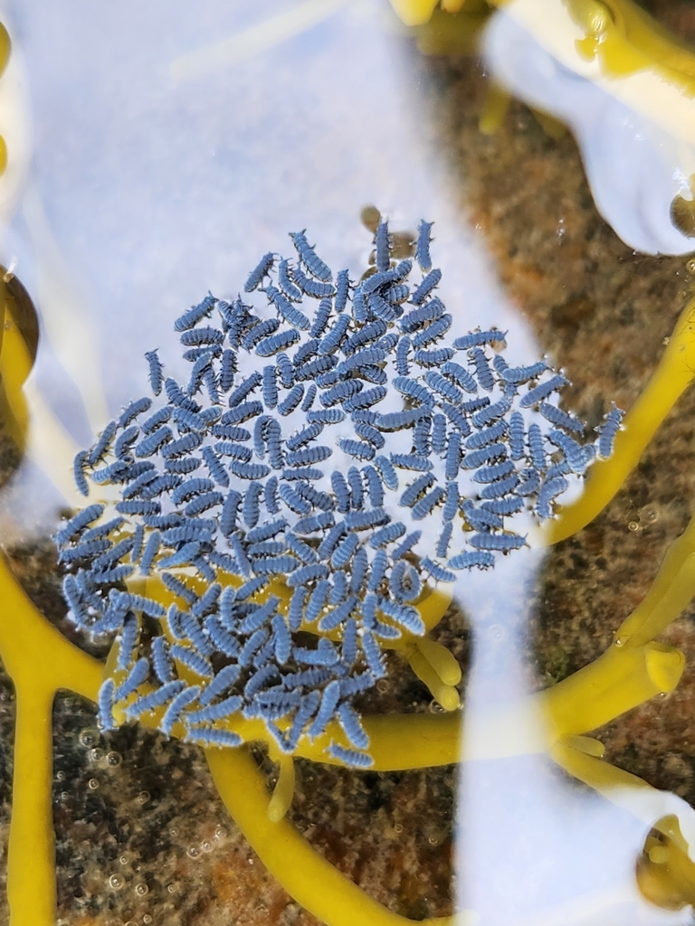 Seashore Springtail from St George, ME, USA on August 16, 2023 at 03:43 ...