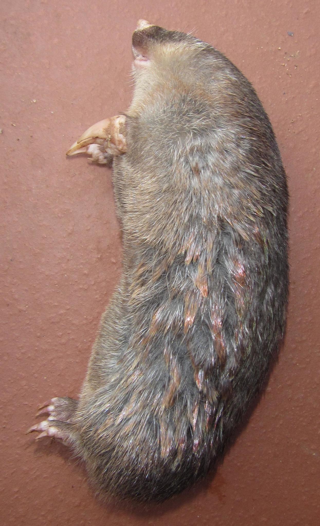 Amblysomus hottentotus (A.Smith, 1829)