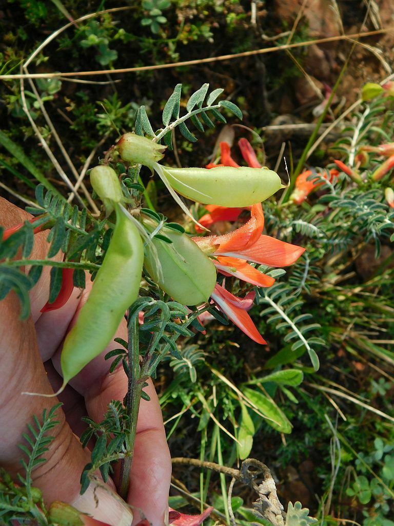 cancer bush from Loerkloof Greyton, 7233, South Africa on August 13 ...