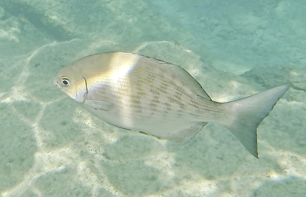 Bermuda Chub (CMAS Spearfishing 2025) · iNaturalist